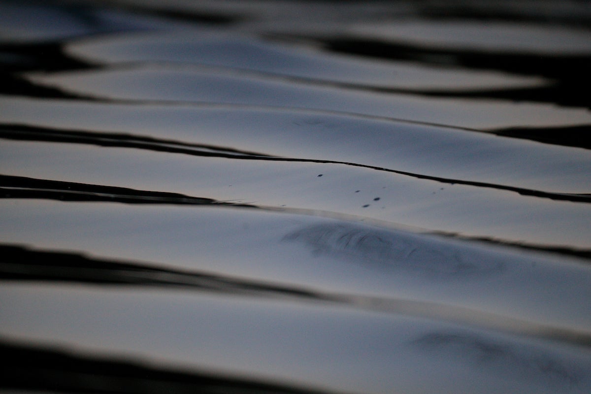 Adults | Victoria City Rowing Club